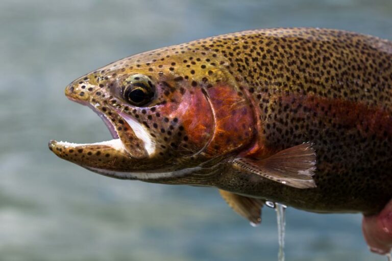 Lake Chelan Fishing - Some of the Best in the Pacific Northwest